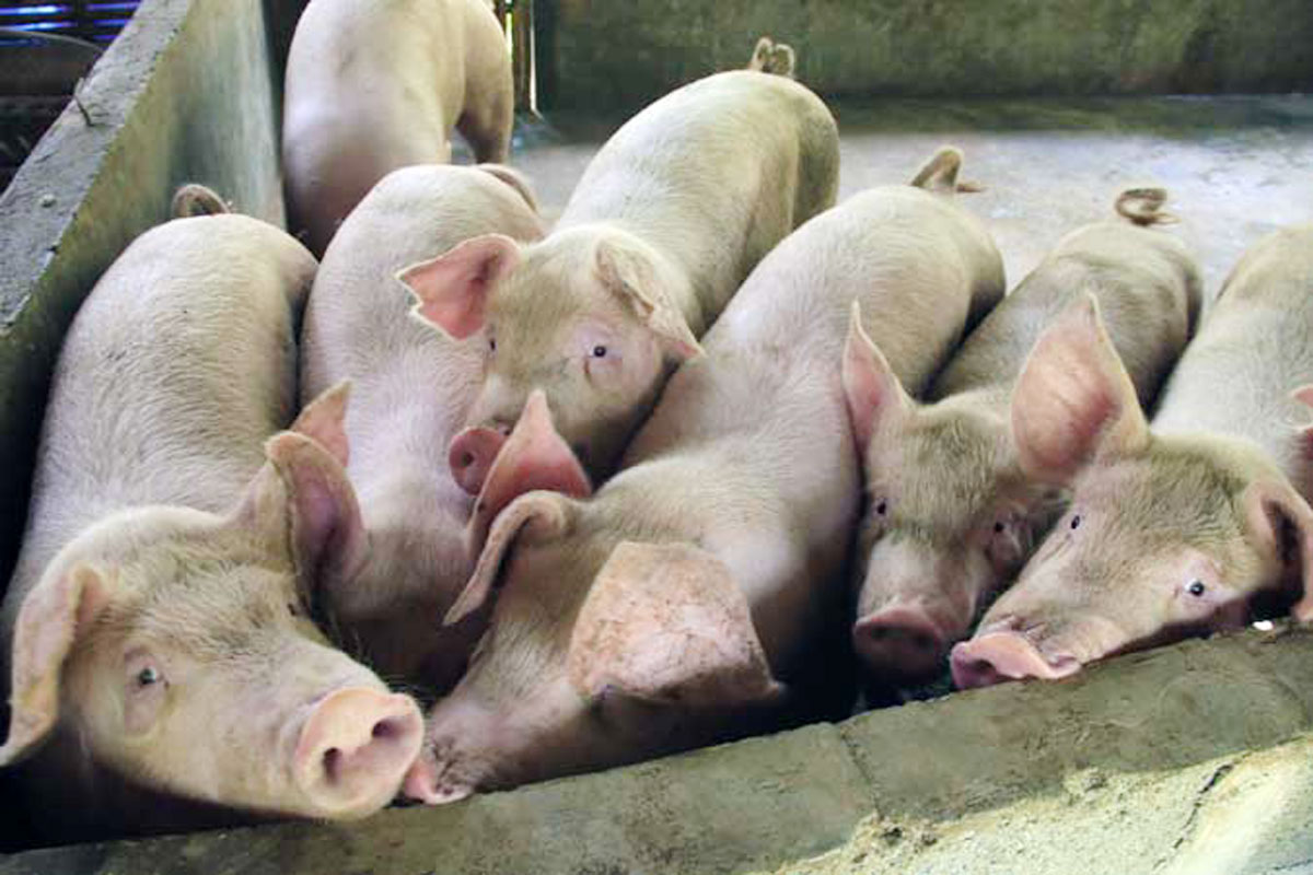 ASF Outbreak In Phl Longer, More Destructive – Farmers’ Group | OneNews.PH