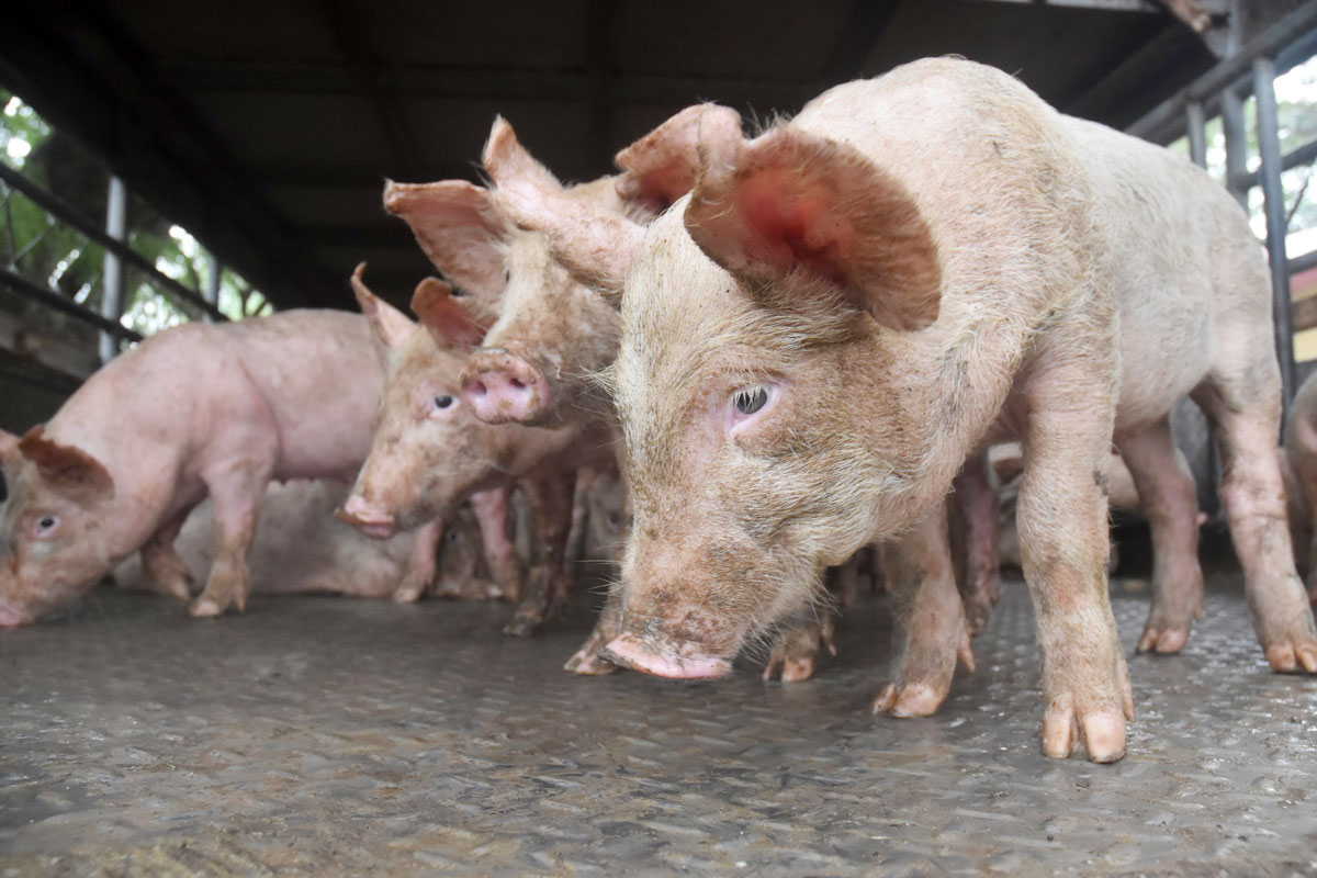 BAI: Field Trial Of ASF Vaccine 100% Successful | OneNews.PH