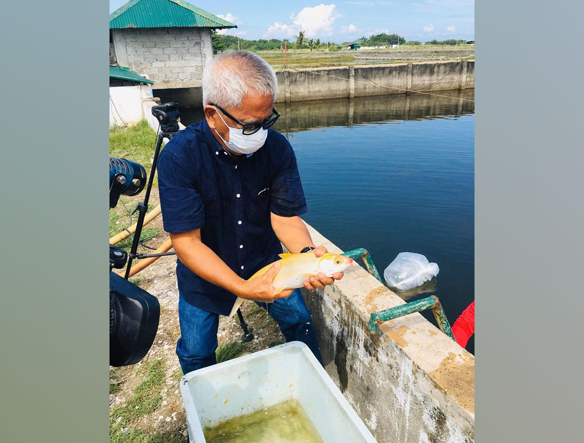 UPDATE: Golden Bangus Now In Its New Home | OneNews.PH