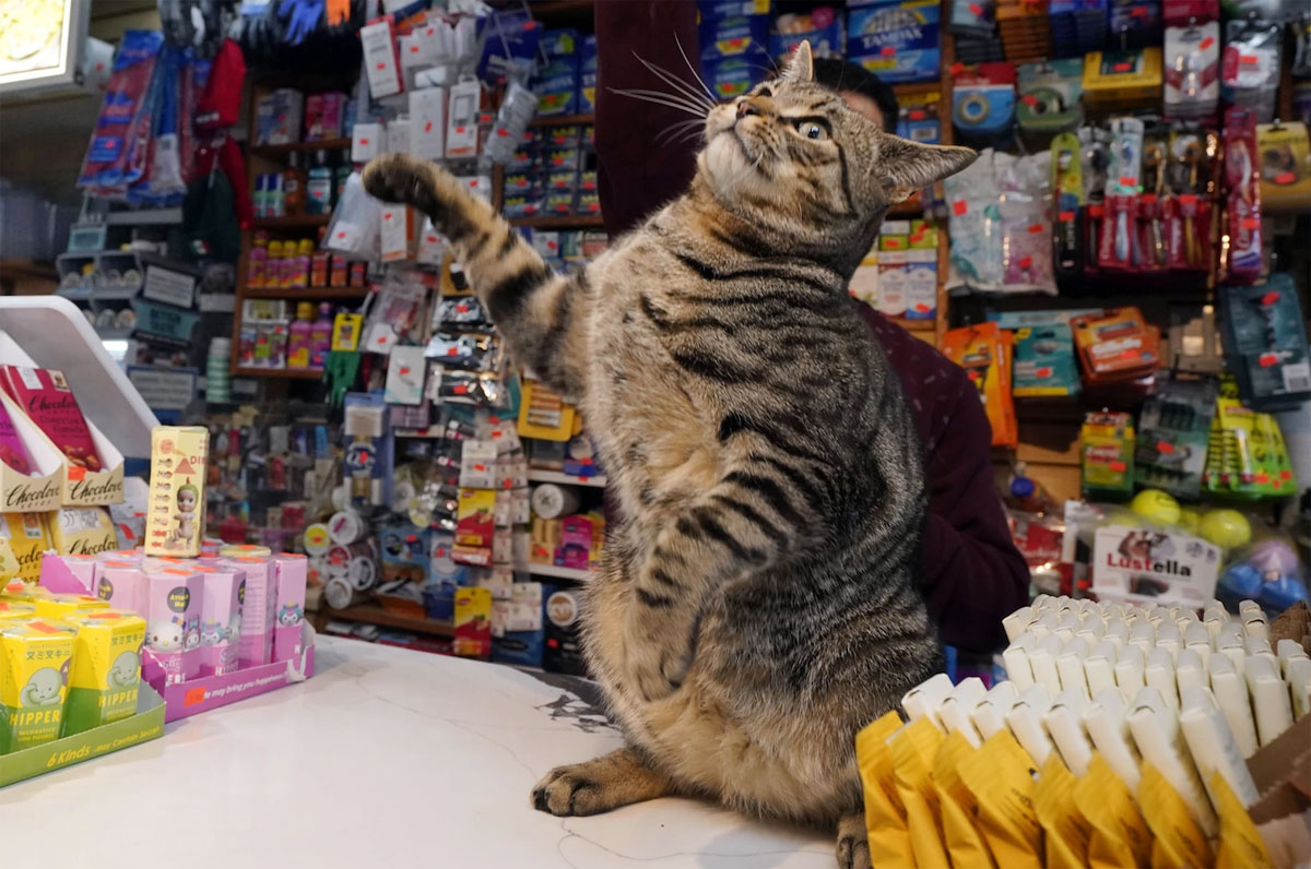 Bodega Cats Make New Yorkers’ Hearts Purr, Even If They Violate State ...
