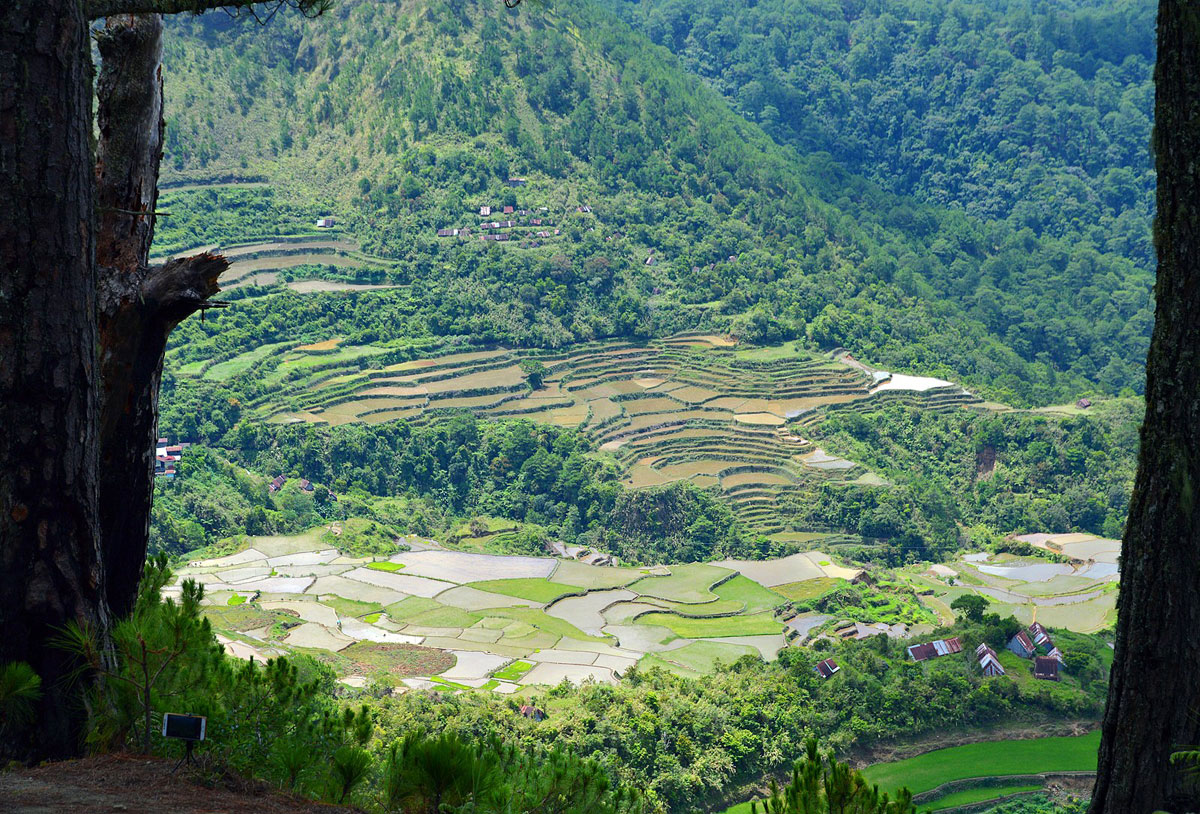 Bontoc Terraces Nominated For Unesco Award | OneNews.PH
