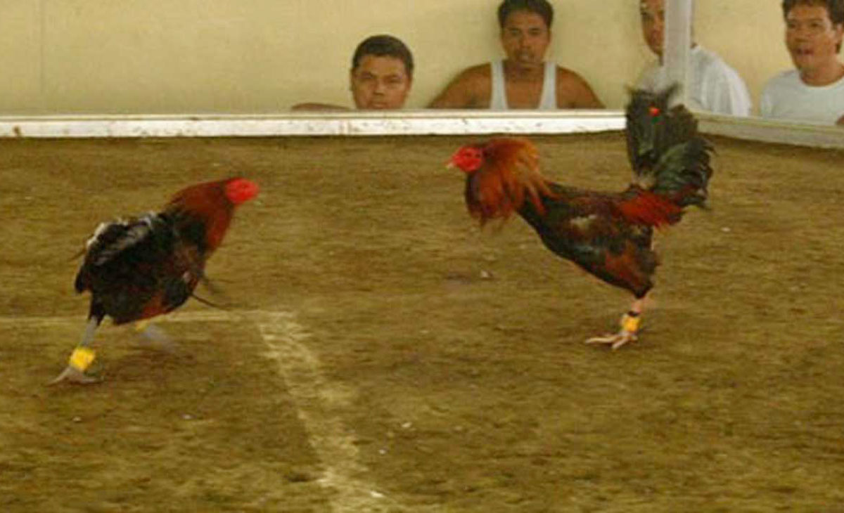 No Word Yet On Suspension Of E-Sabong Permits – Palace | OneNews.PH