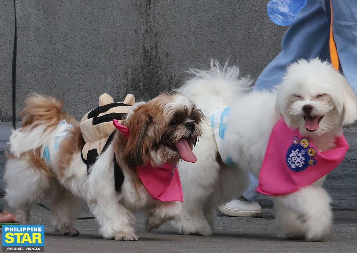 More Pinoy Couples Prefer Fur Parenting Than Having Kids | OneNews.PH