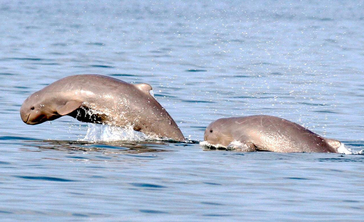 Another Irrawaddy Dolphin Dies In Negros, Extinction Of Local Sub ...