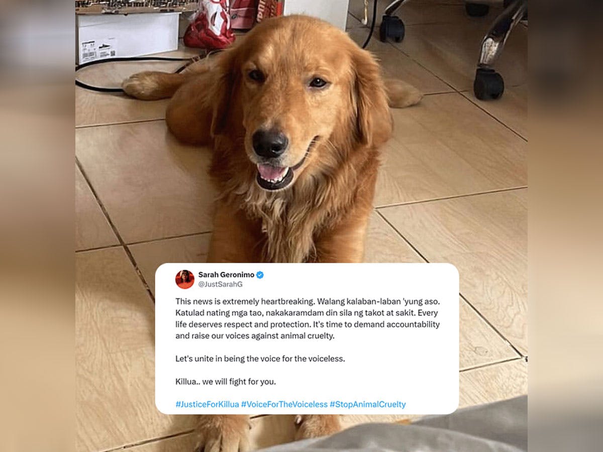 Killing Of Dog Killua Slammed | OneNews.PH