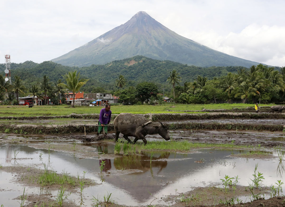 Over 900 Farm Animals Evacuated Due To Mayon Unrest | OneNews.PH
