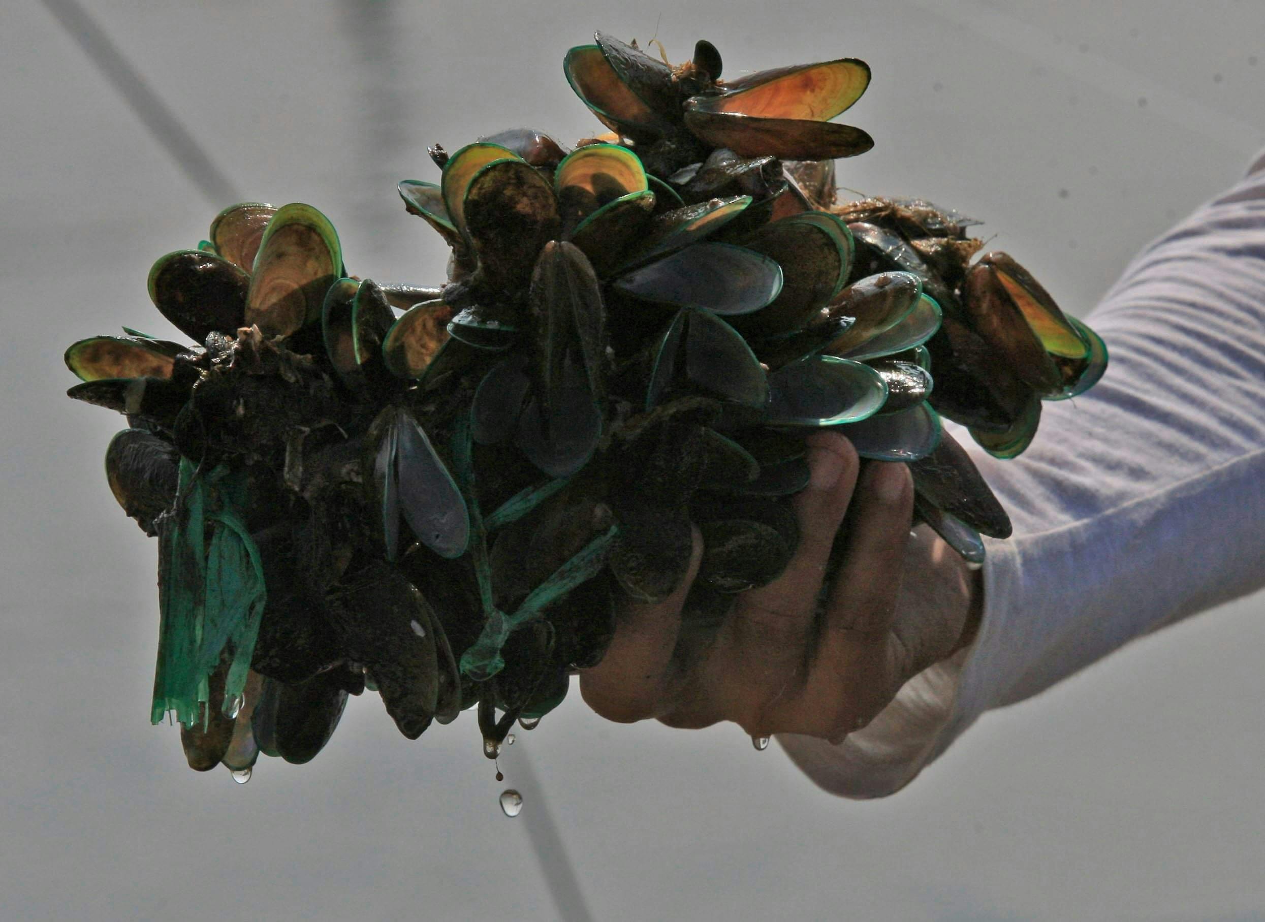 Red Tide Alert: Public Warned Versus Eating Shellfish | OneNews.PH