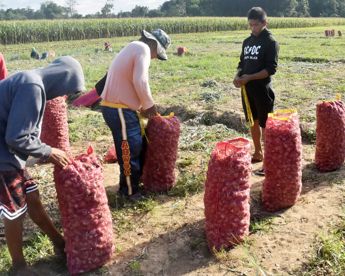 ORION To Perk Up Onion Industry | OneNews.PH