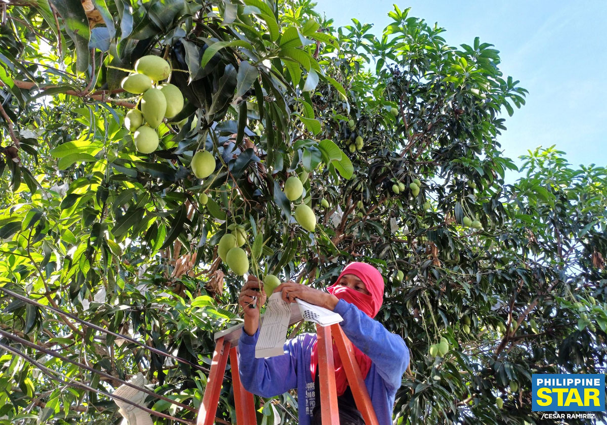 DA: Phl Mangoes Debut In Italy | OneNews.PH