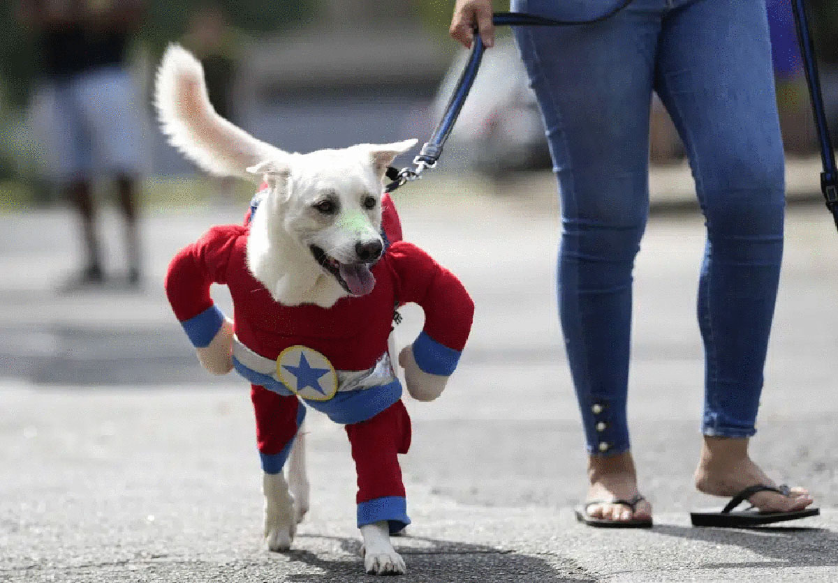 Dogs In Costumes Take Over At Rio Carnival Street Party | OneNews.PH