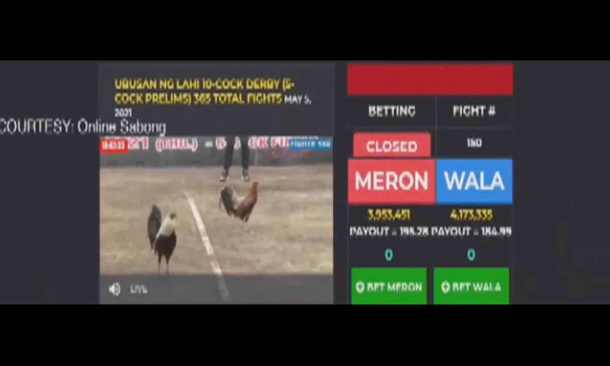 E-Sabong Thrives On Illegal Gaming Platforms – Study | OneNews.PH